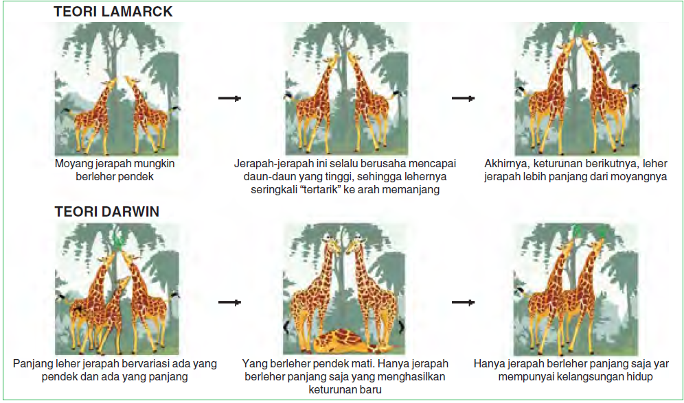 Teori Evolusi Lamarck dan Darwin | Perbandingan Teori Lamarck dan Teori ...