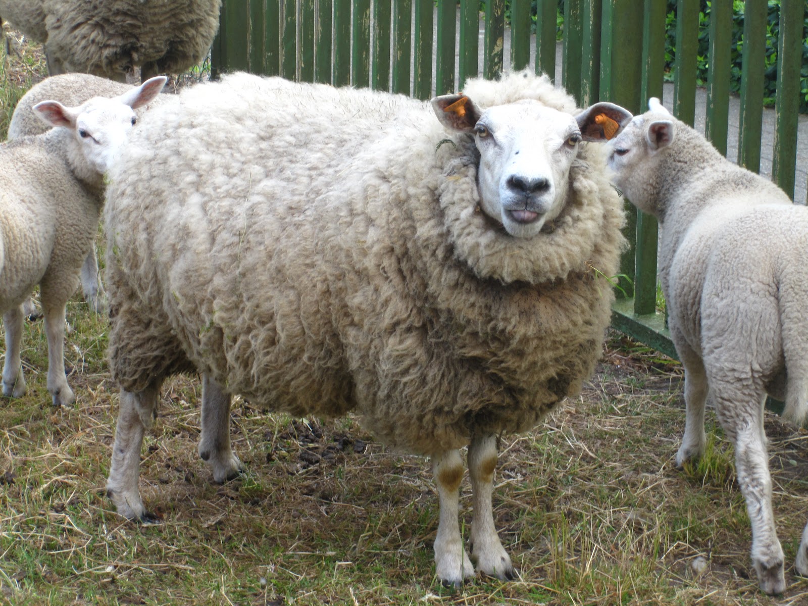 pietergrdevilliers: 'n Eerste-wêreldse skaap.