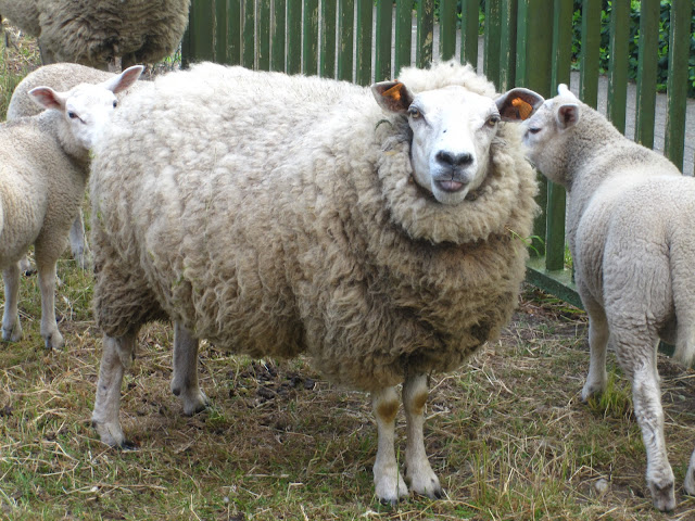 pietergrdevilliers: 'n Eerste-wêreldse skaap.