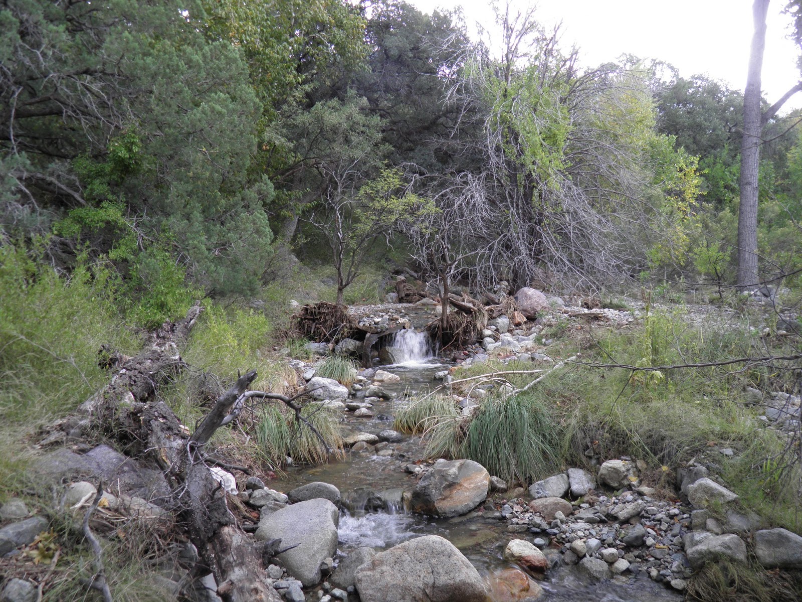 Arizona: Beetles, Bugs, Birds and more: Madera Canyon at the End of ...