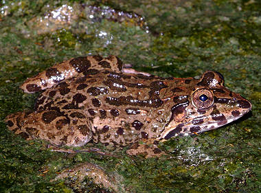 Duniaku: Katak Sawah (Fejervarya cancrivora)