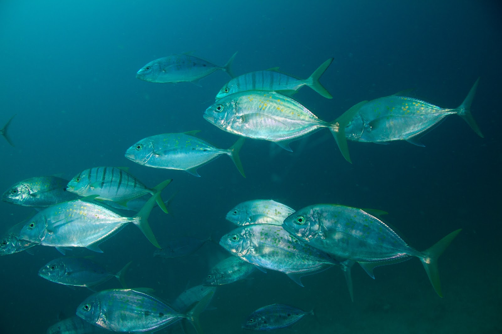 divewithclive: Indian Glassfish or Parambassis ranga