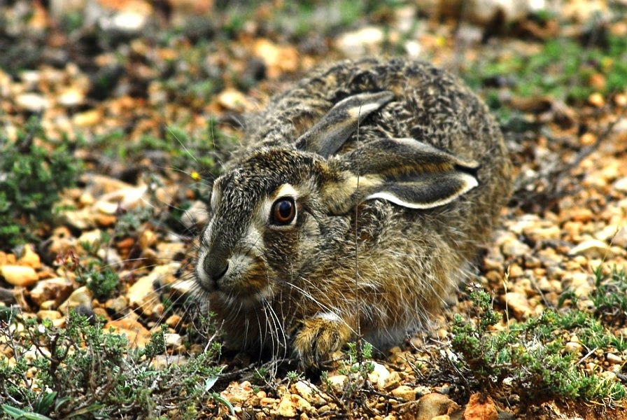 "Me llamo Lukas con k"... El blog de un joven naturalista: ¡QUÉ SUERTE ...