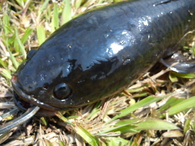 GnenoSport Fishing 2014: Snakehead Murrel, Channa Striata AKA Haruan