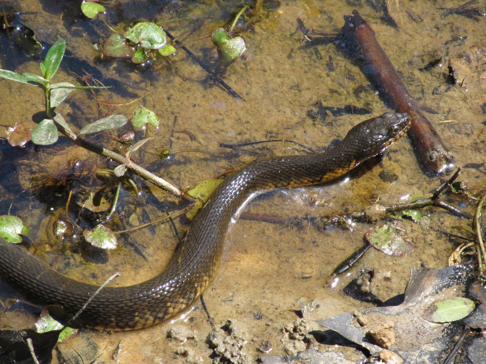 Tennessee Black Snake With Yellow Belly at Ina Peterson blog