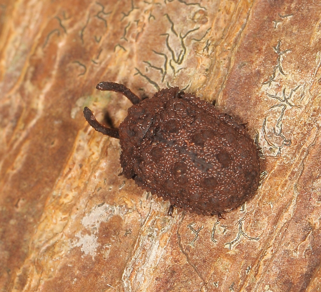 BunyipCo: An Odd Beetle