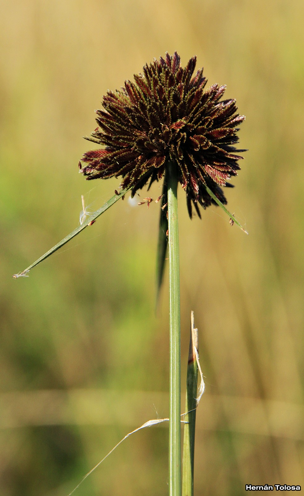 Flora Bonaerense: Negrillo (Cyperus reflexus)