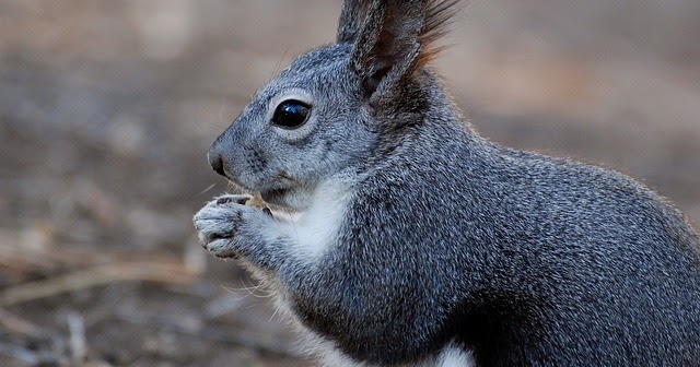 60+ Paling Keren Gambar Hewan Tupai