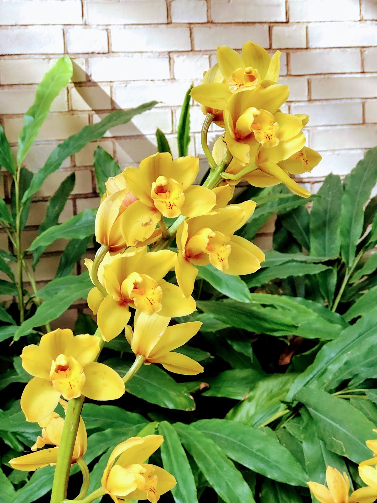 Walking Arizona: More Orchids