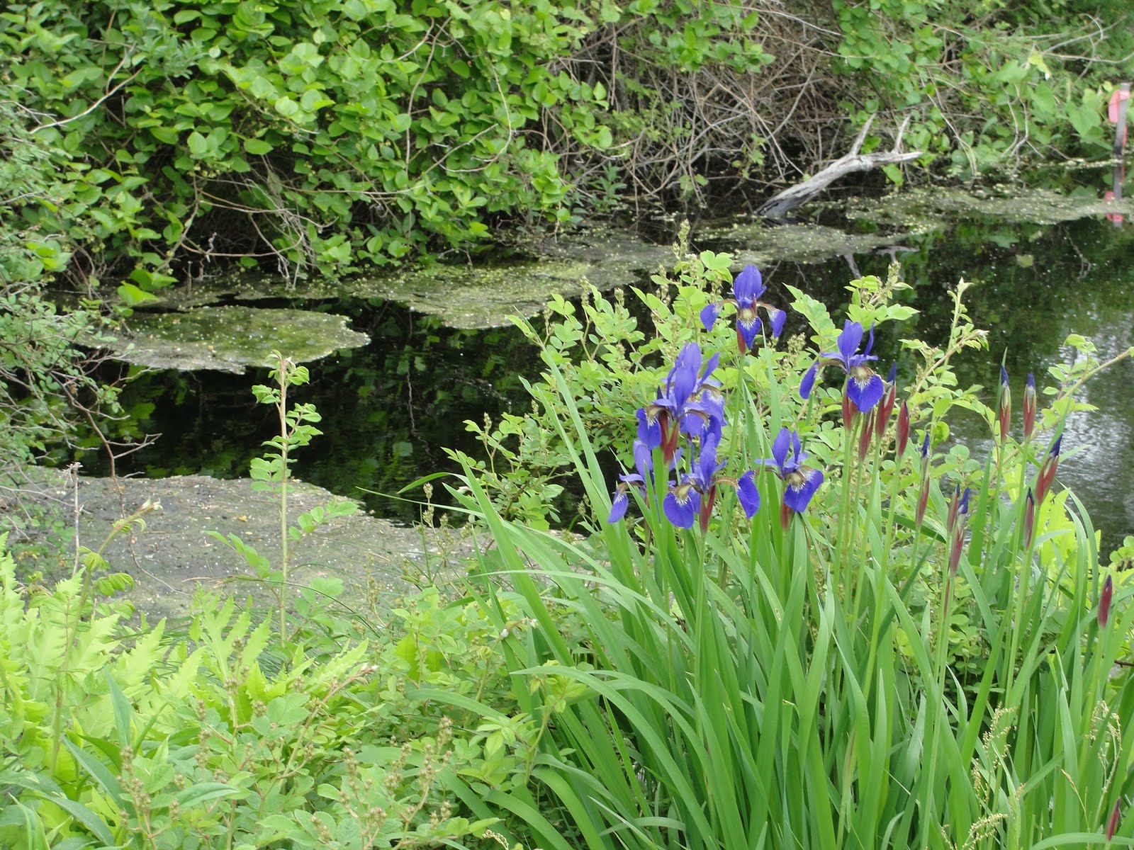 cape cod wildflowers | Mary Richmond's Cape Cod Art and Nature