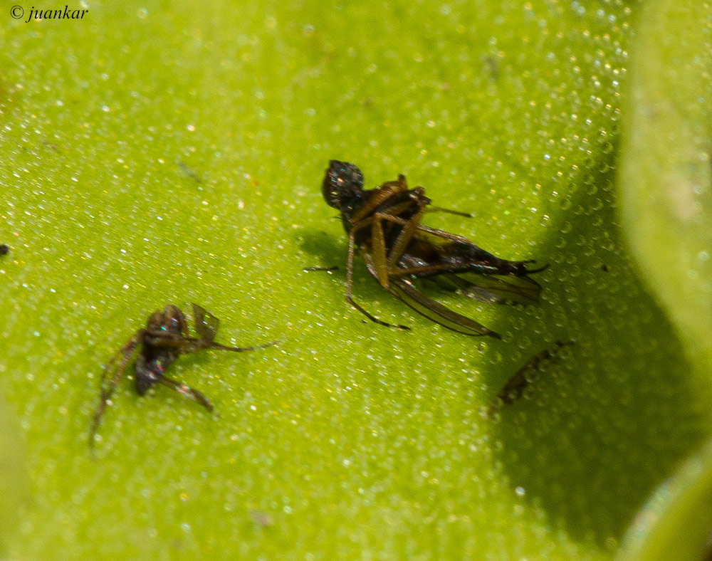 Entre alpinas y marinas.: " Pinguicula grandiflora " una planta ...