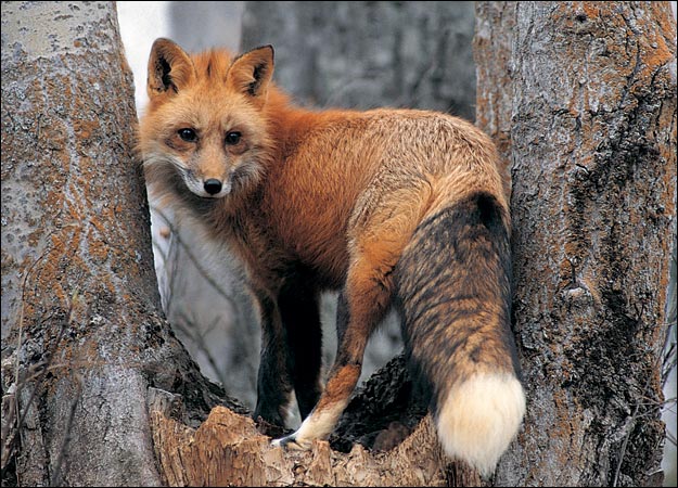 Fox | Wildlife | The Wildlife