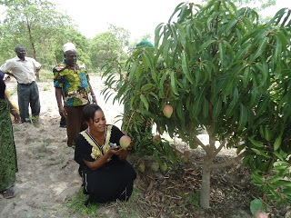 Kilimo cha miti ya matunda. - Funguka Tanzania