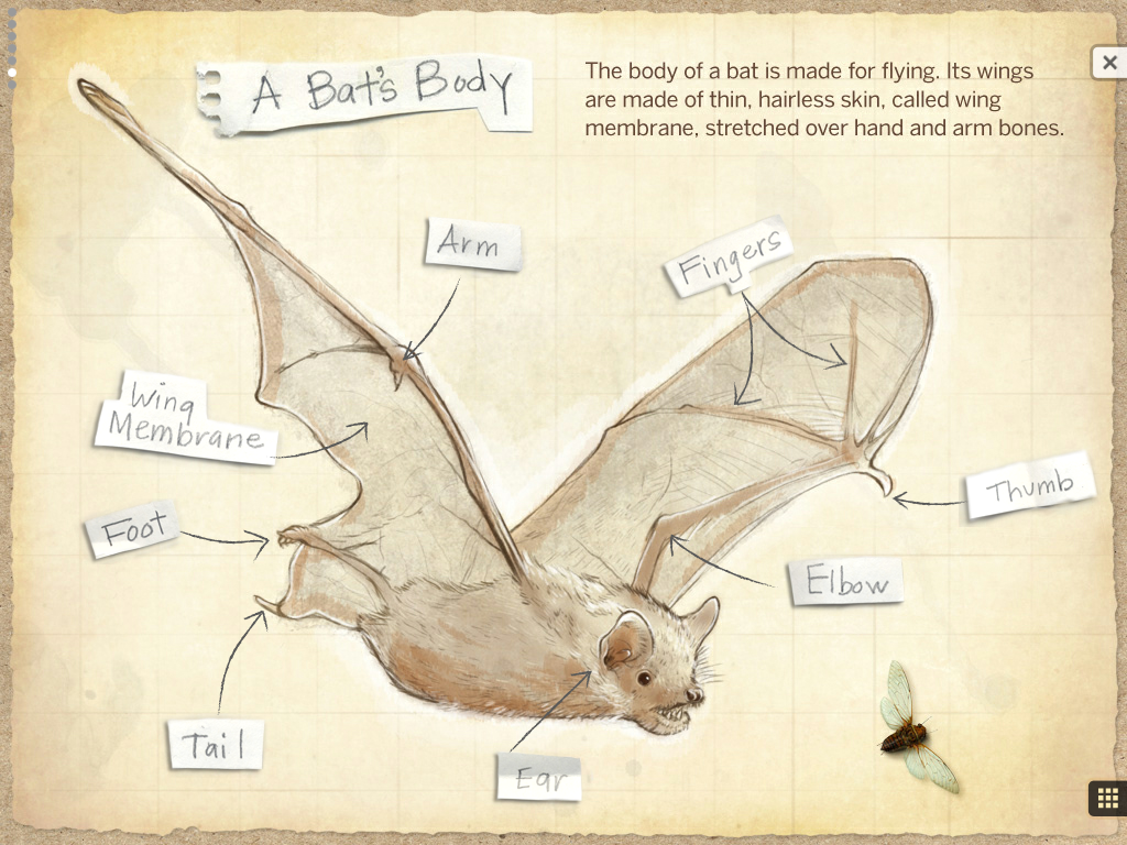 Great Kid Books: Bats! Furry Fliers of the Night, by Mary Kay Carson ...