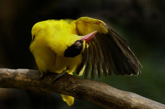 Kepodang, Dandy Birds in Indonesia Rainforest | Wonderful Country