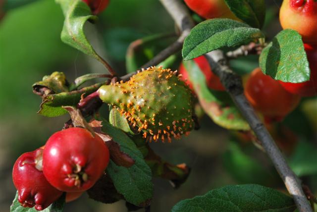 Gardening in Mississippi: Mayhaw Spray Alert!