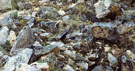 JamulBlog: Invisible Animals...