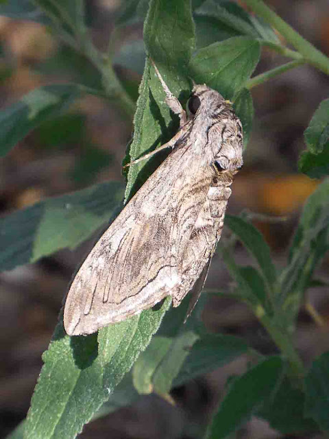 Window on a Texas Wildscape: Five-spotted hawk moth