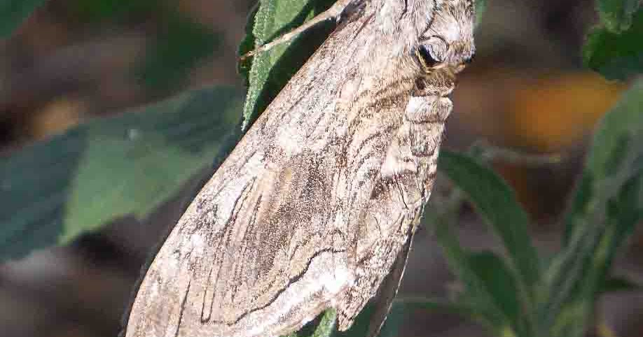 Window on a Texas Wildscape: Five-spotted hawk moth
