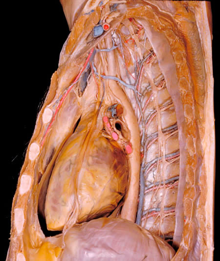 he Human Body: a dissection | worldbizarre-things