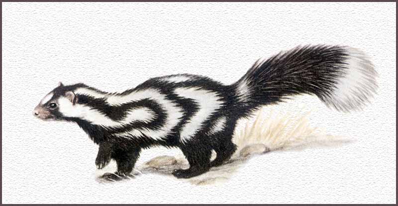 No viviendo en un mundo vivo: Mofeta moteada pigmea