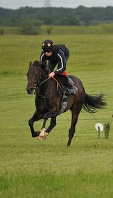 Horseturfpro: Interview: Harriet Loder (Loderi Racing)