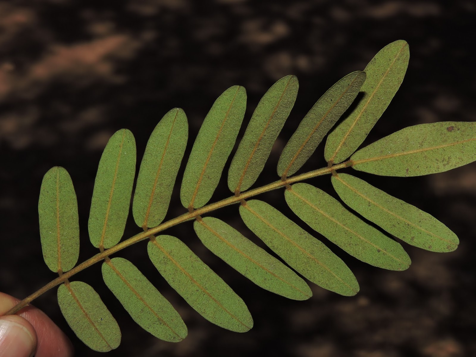 Fabaceae - Leguminosae no Brasil: Fabaceae - Swartzia psilonema Harms