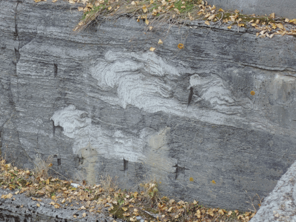 Chazy Reef - Part II ~ Hudson Valley Geologist