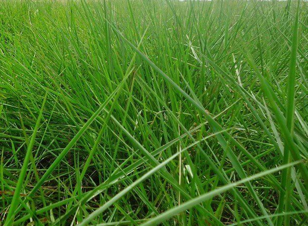 CAPIM BRACHIARIA LLANERO (AGROPECUÁRIA)