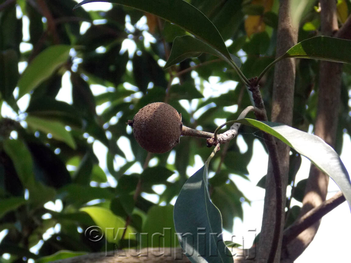Kudpiraj's Garam Tawa: Seasonal Fruits from Private Lands