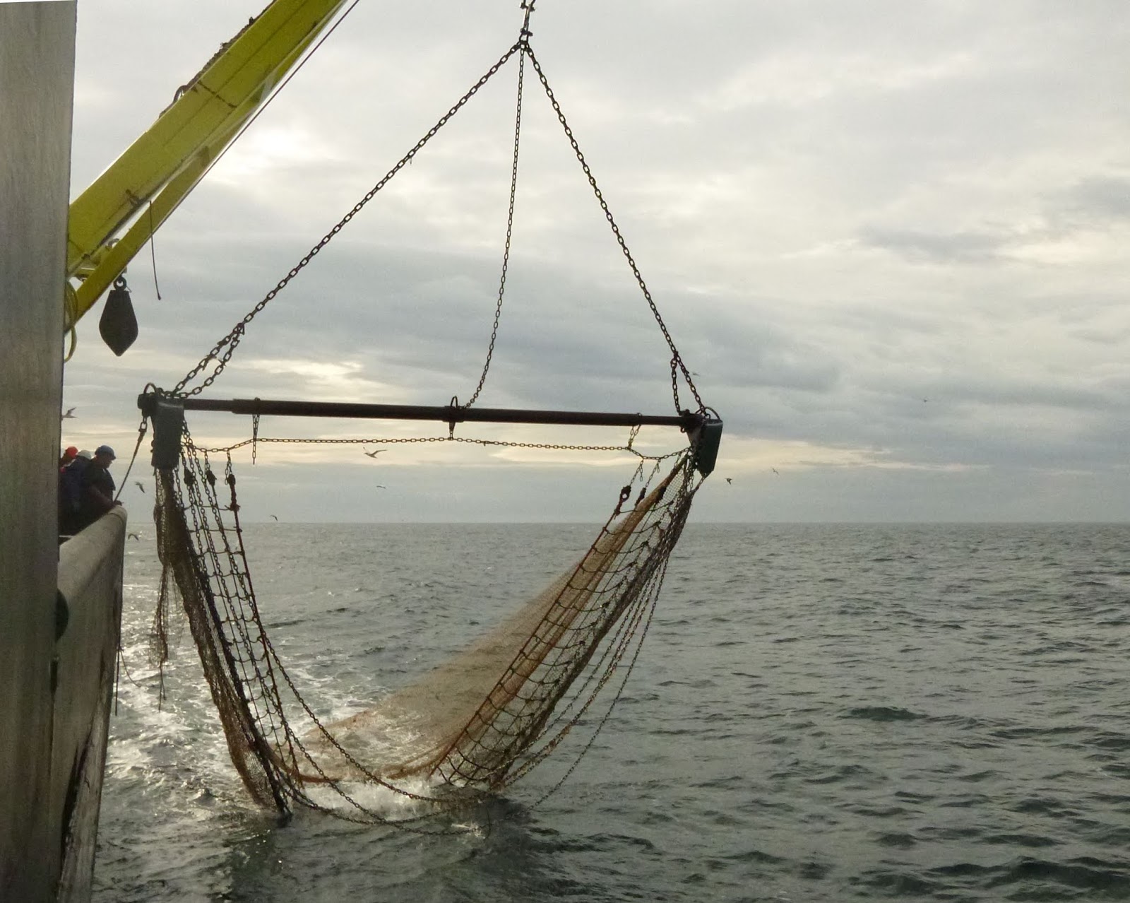 Beam Trawl Survey: Wat is een boomkor?//What is a beam trawl?