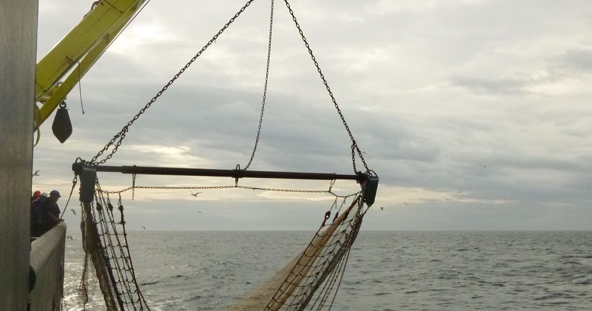 Beam Trawl Survey: Wat is een boomkor?//What is a beam trawl?