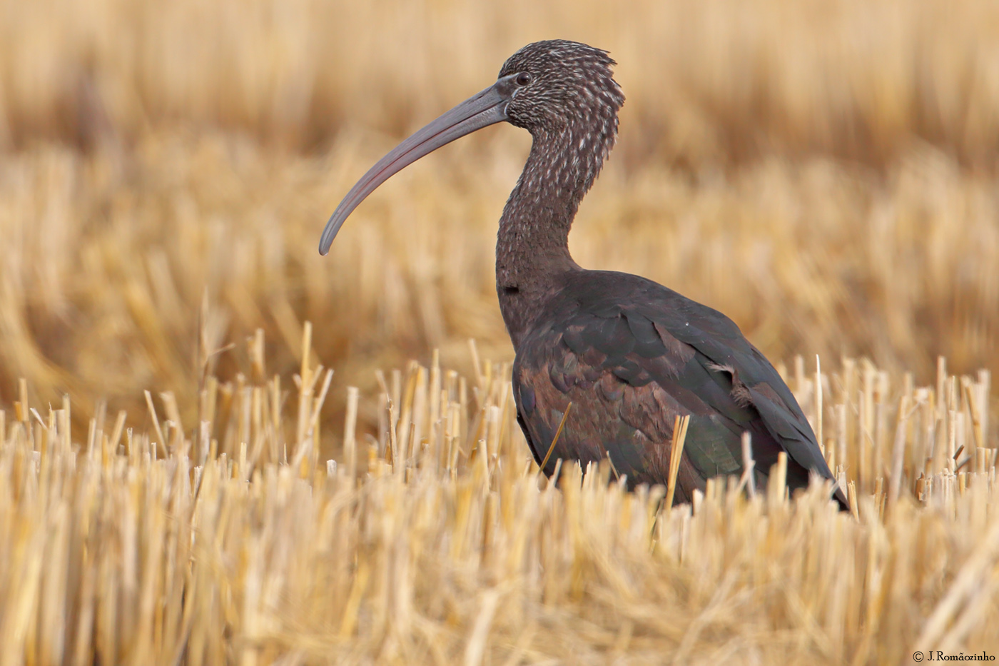 Pescador de aves: Íbis preta