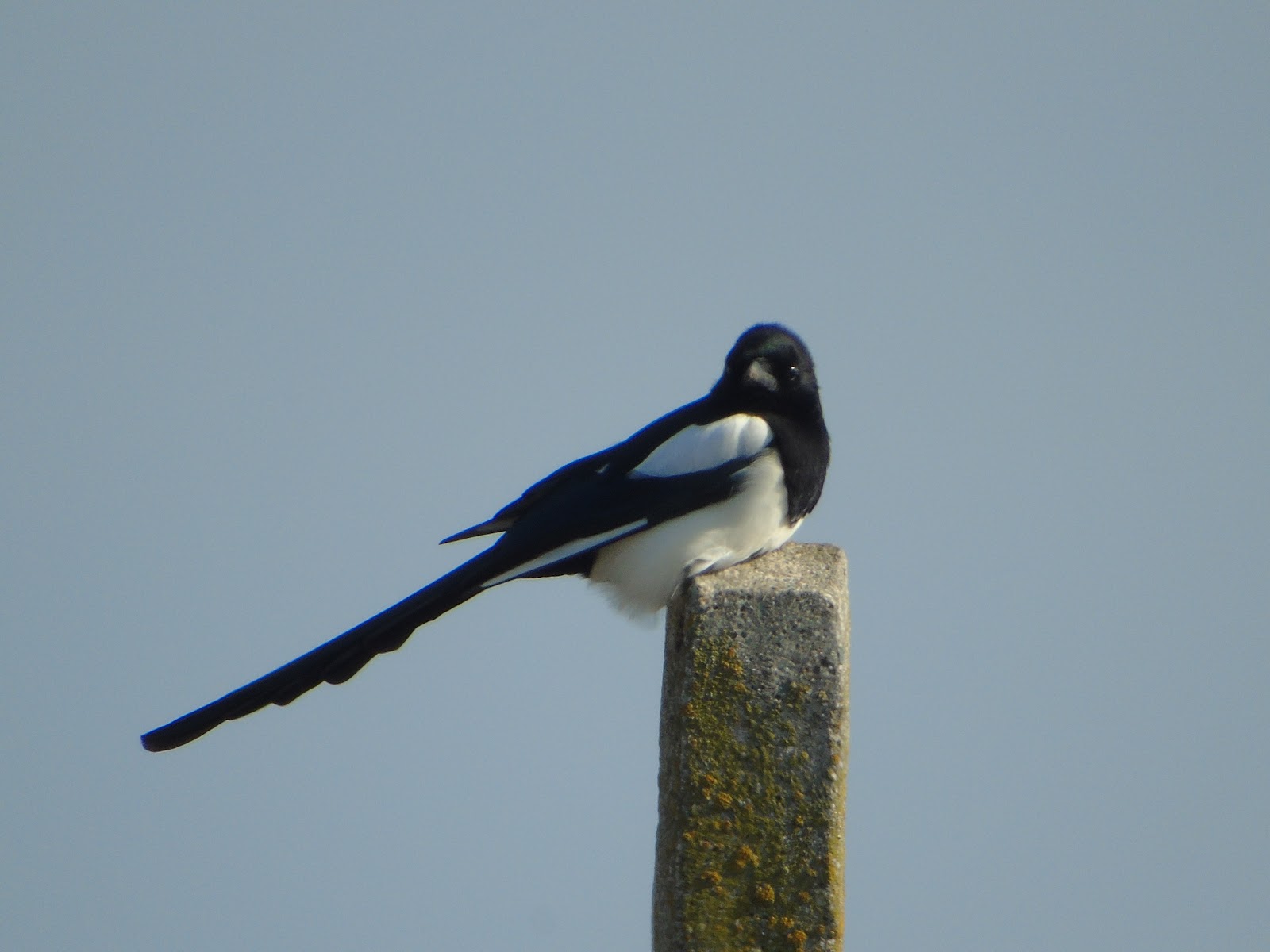 PASARI DIN ROMANIA: COTOFANA, Pica pica