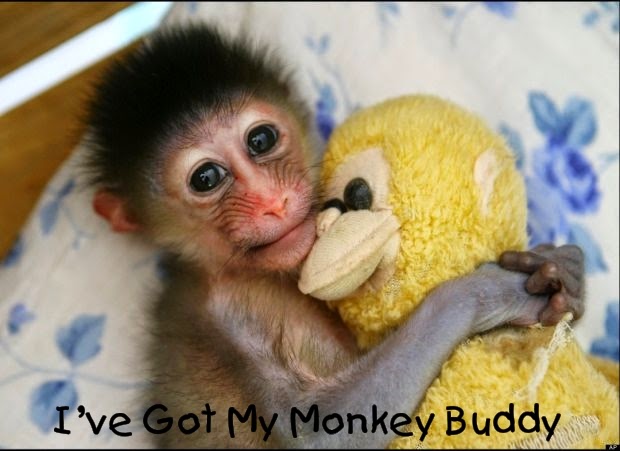 The Happy Whisk: I've Got My Monkey Buddy