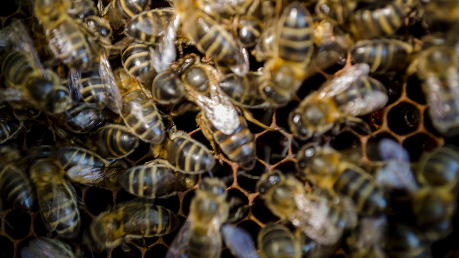 Núcleos Cantabria: Venta de enjambres de abejas.