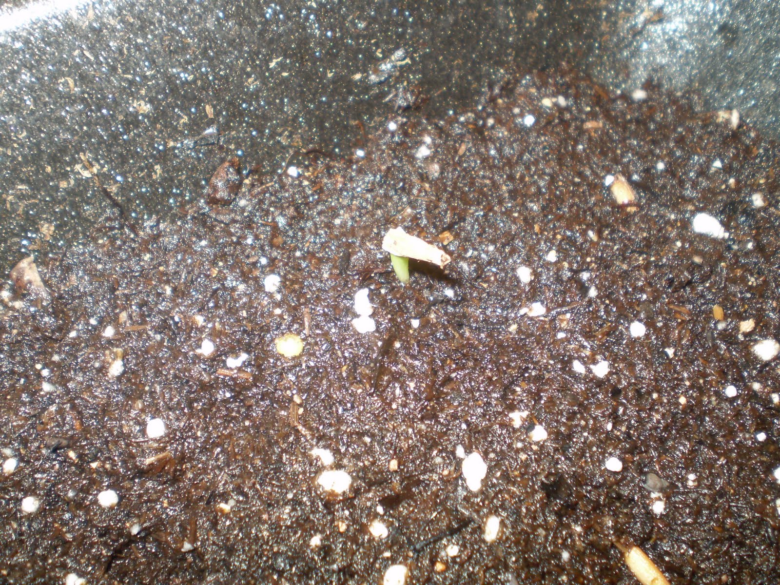 Dia's Garden Style: Growing Adenium From Seed