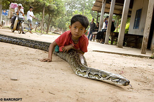 Funny Cool Pictures: 16-Foot Python Little Boy’s Best Friend