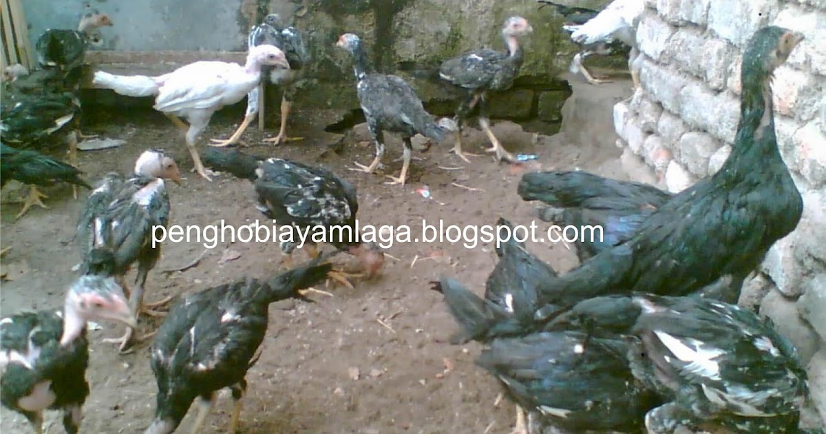 Manfaat Media Pasir Sebagai Alas Kandang Ayam - Ayam Aduan