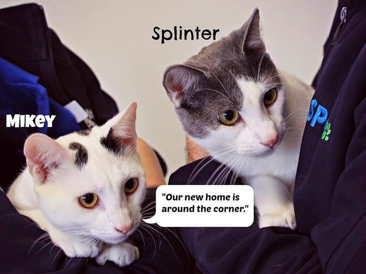 Mikey Vs Splinter ~ PewPaw