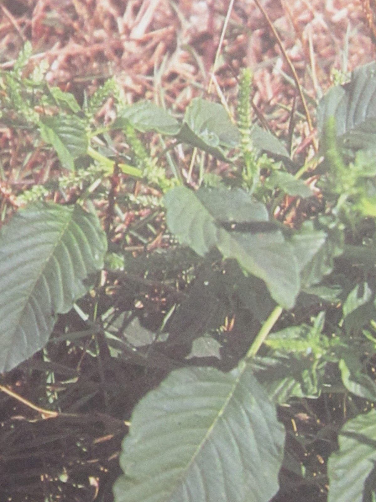 herbal leaves, herbal medicine plants and treatments: January 01, 2012