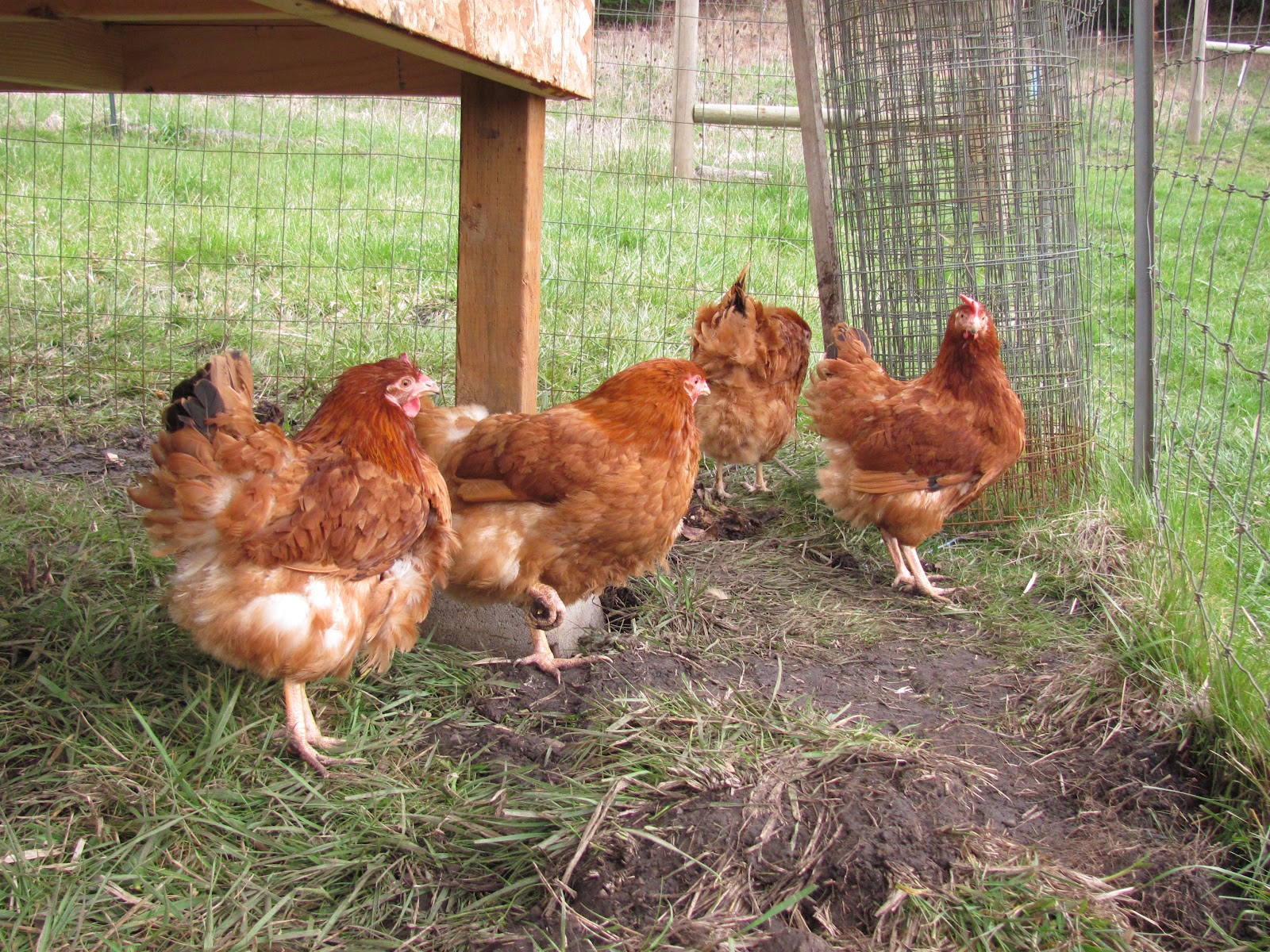 Edge of the Hills: Red Hens and Wooden Eggs