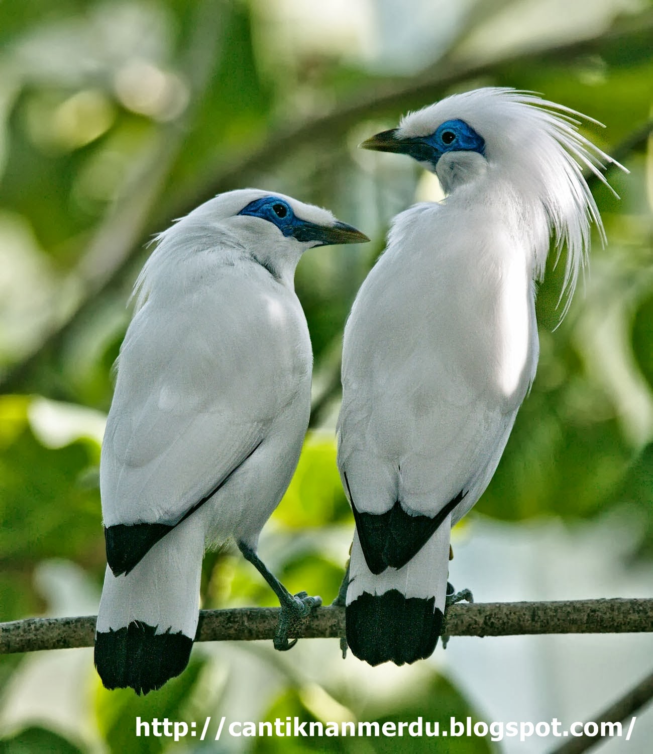 Budidaya Burung: Burung Jalak Bali yang eksotis dan langka