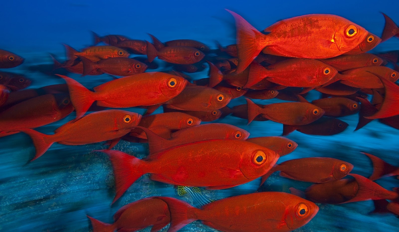 Beautiful Fish Photos Images And HD Wallpapers