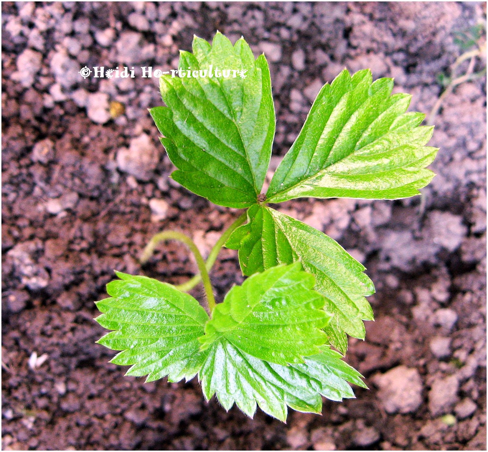 Heidi Horticulture: Fragaria (Strawberry) Stolons (Runners)