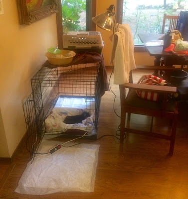 Abstracts from the Goat Farm: Kitchen Goats