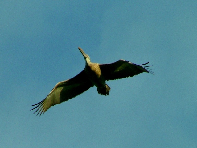 Roshographs: Birds of Sri Lanka Attidiya Marsh