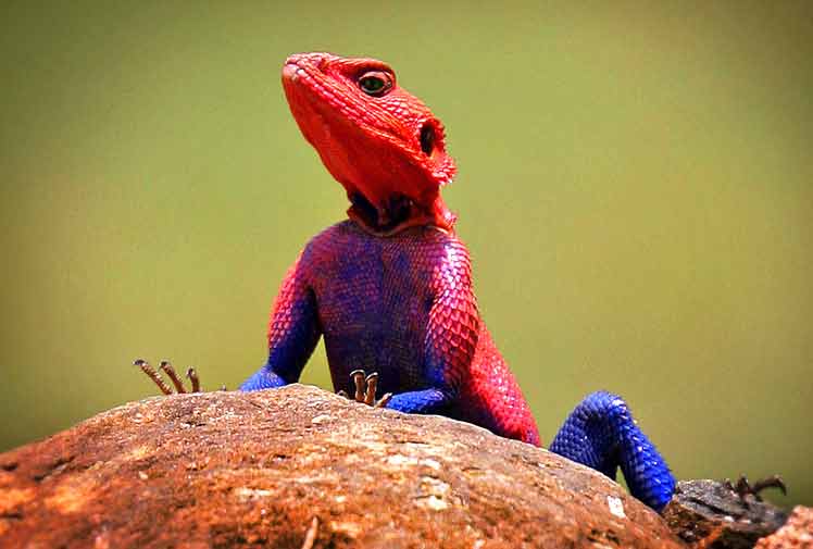 Realize the REAL LIFE: The Amazing Spiderman lizard