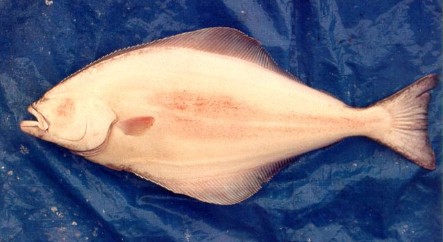 Artes de Pesca: VAMOS A PESCAR HALIBUT DEL PACIFICO