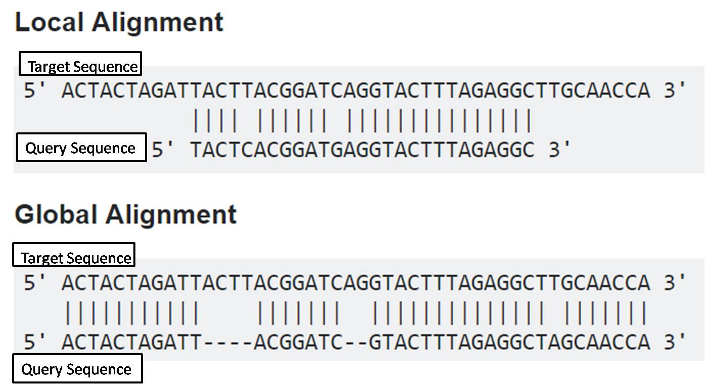 Difference between Global and Local Sequence Alignment Difference between Global and Local Sequence Alignment